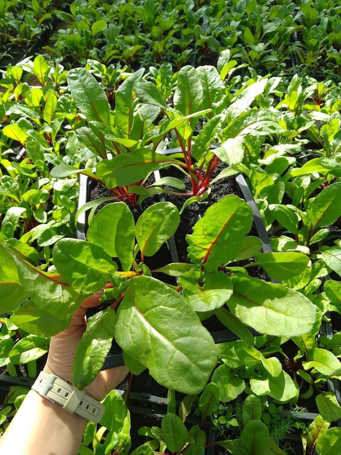 Community food growing programme - Food Works