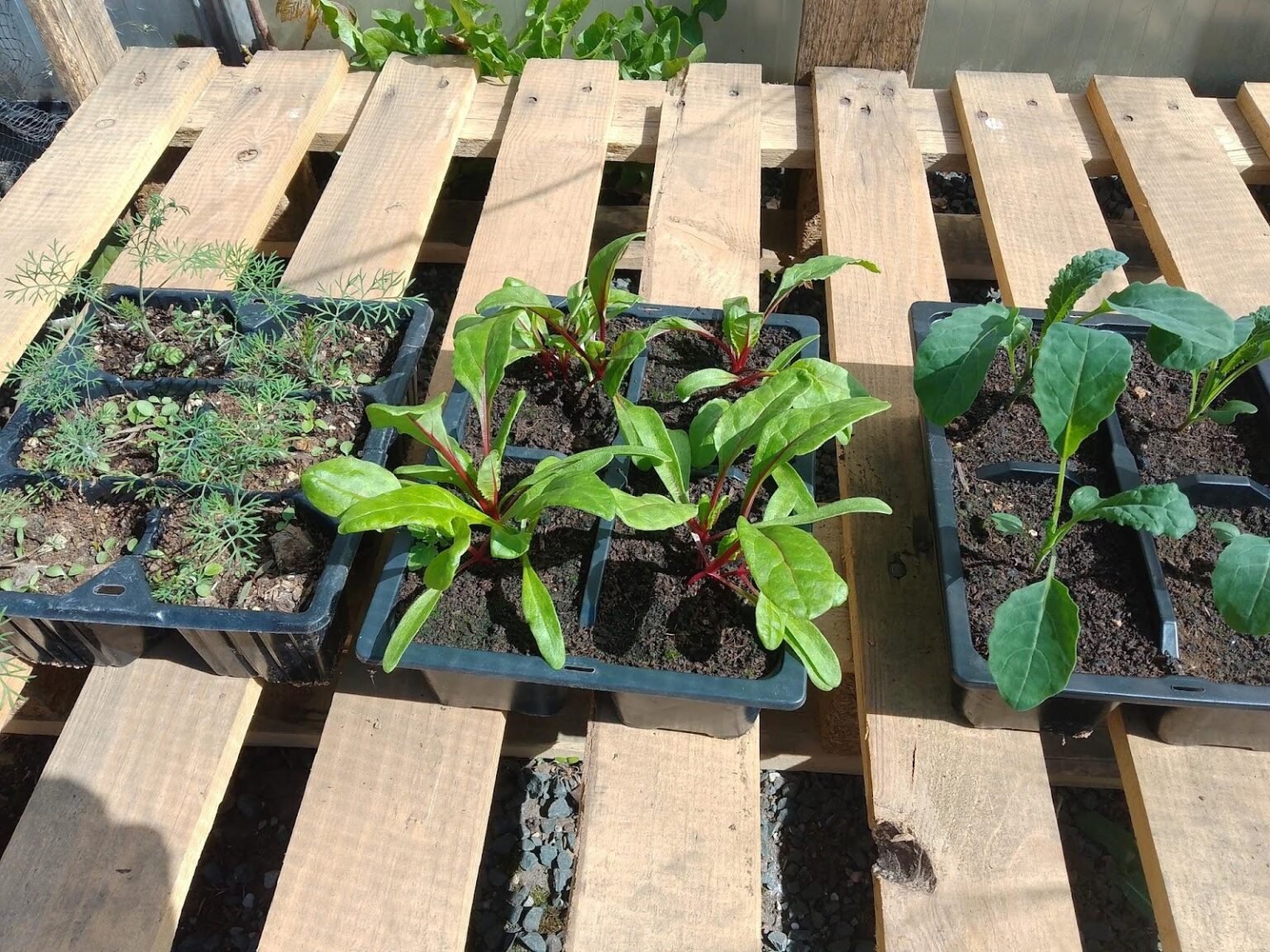 Community food growing programme - Food Works