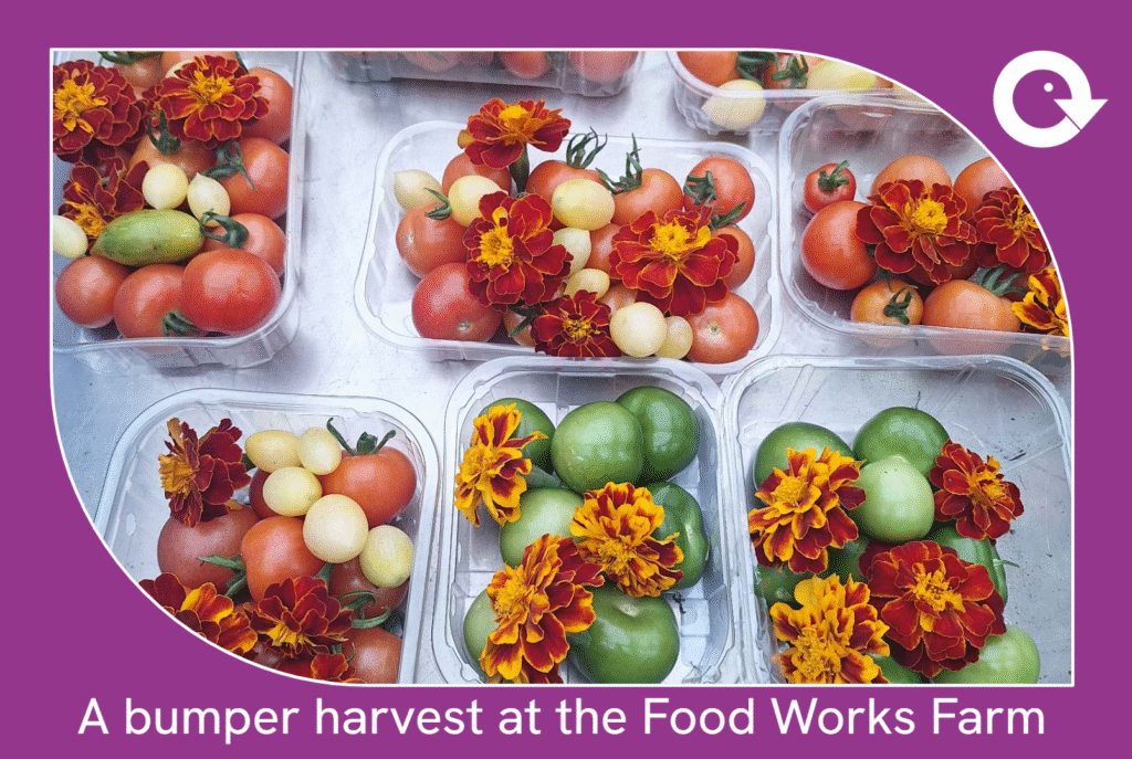 Autumn news from the farm! - Food Works