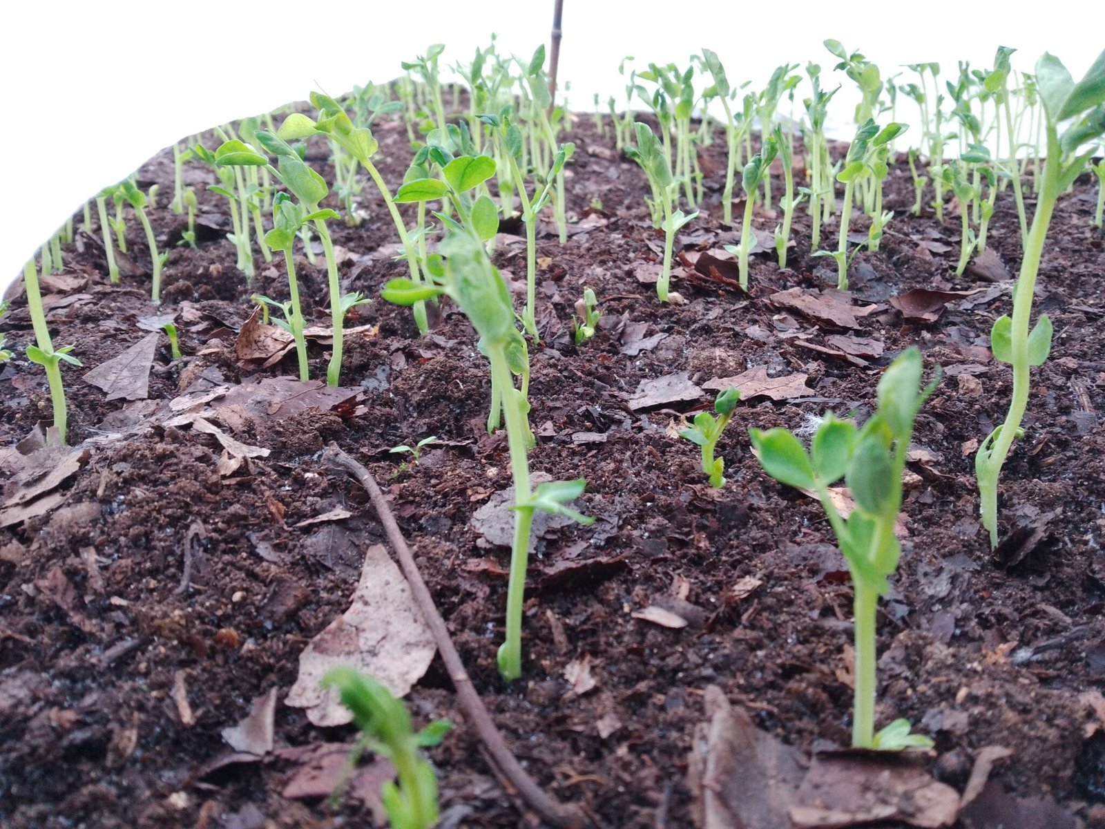 Pea shoots to welcome the New Year - Food Works